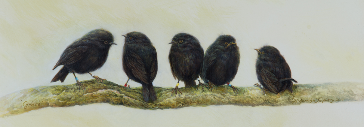Black Robins - New Zealand Wildlife Art - Merrilyn Jaquiery Artist